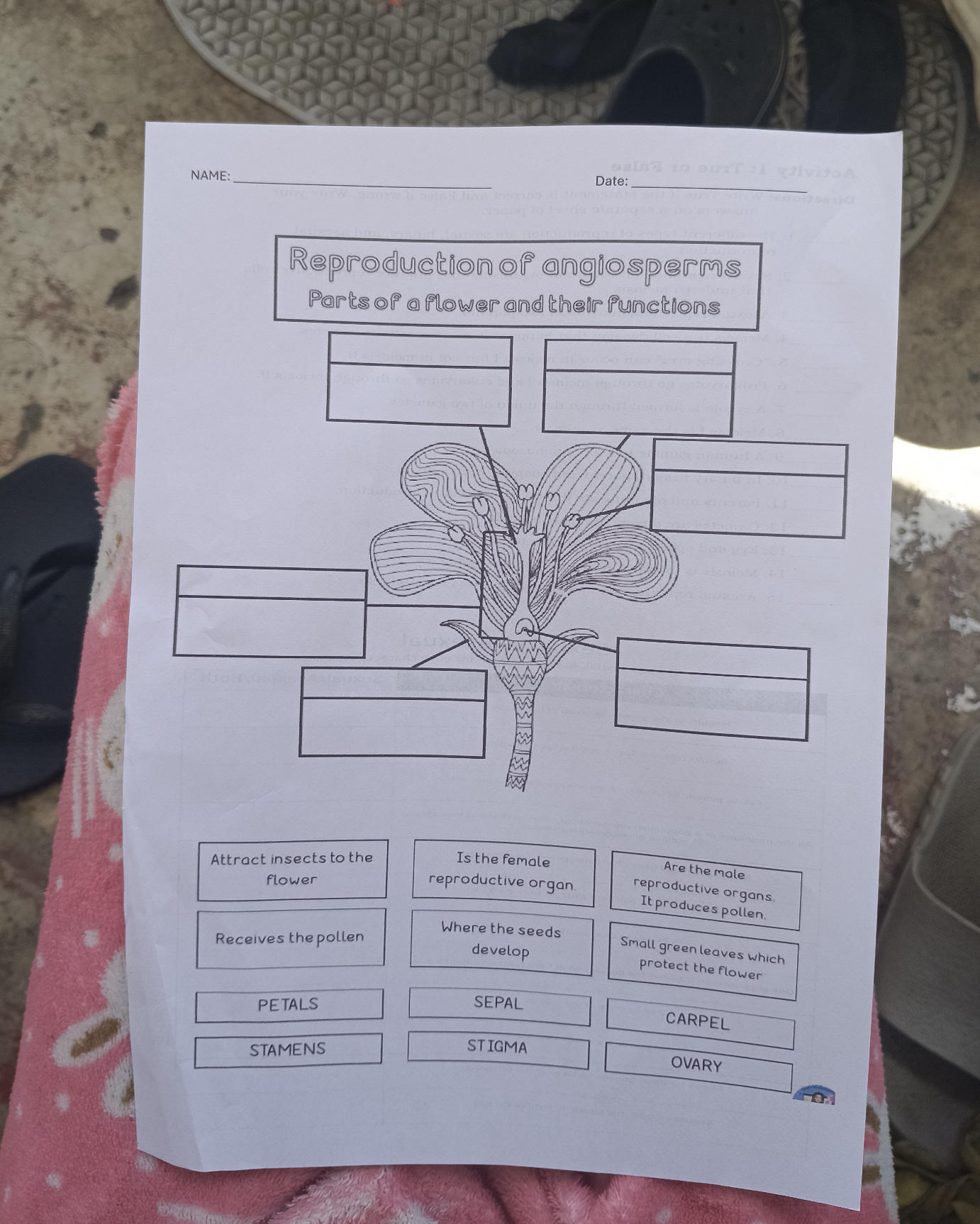 Reproduction of angiosperms Parts of a | StudyX