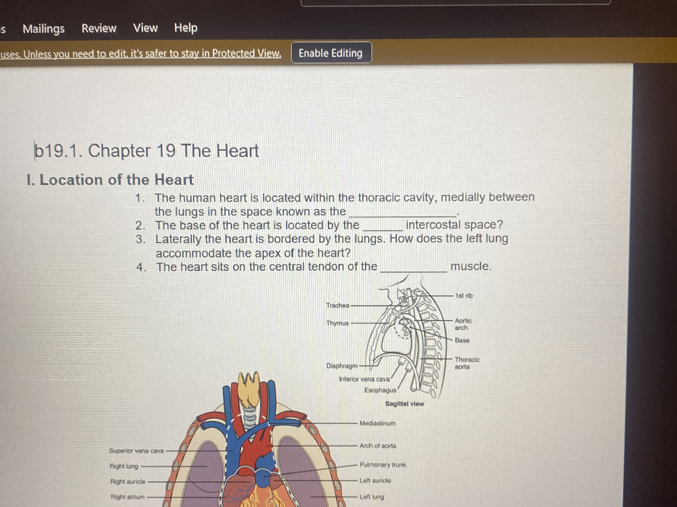 1. The human heart is located within the | StudyX