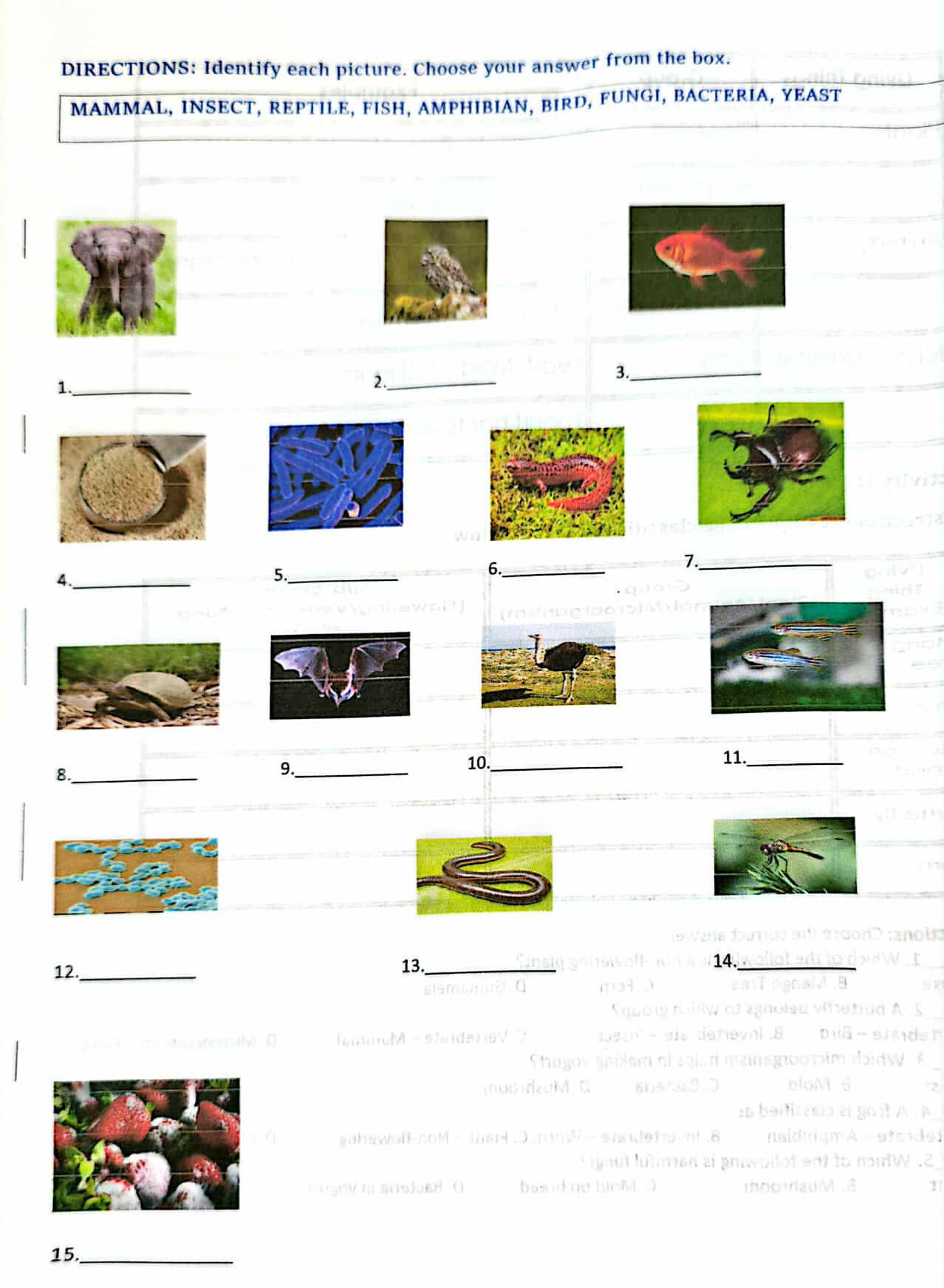 DIRECTIONS: Identify each picture. Choose | StudyX