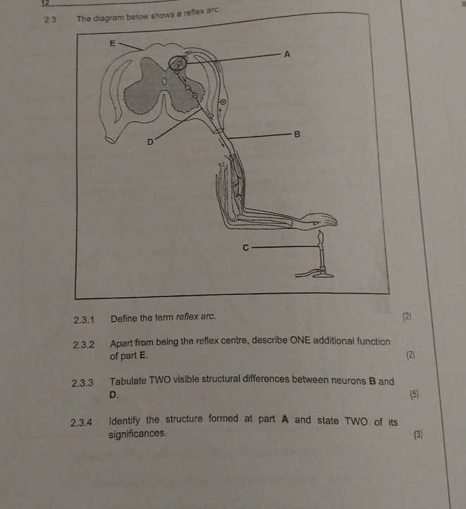 The diagram below shows a reflex arc. | StudyX