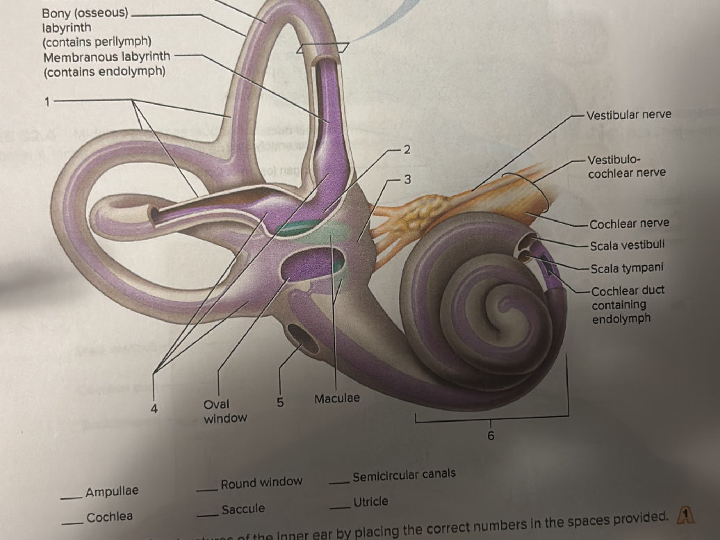 Identify the structures of the inner ear by | StudyX