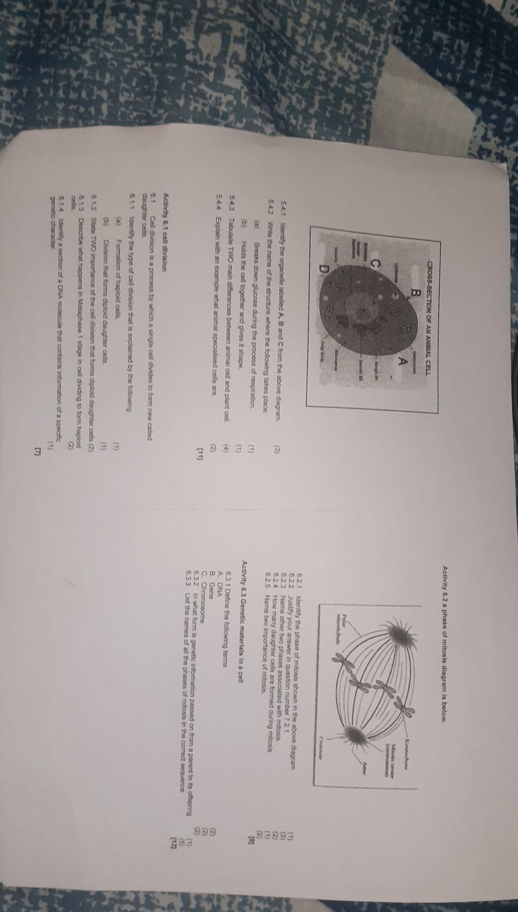 CROSS-SECTION OF AN ANIMAL CELL [Diagram | StudyX