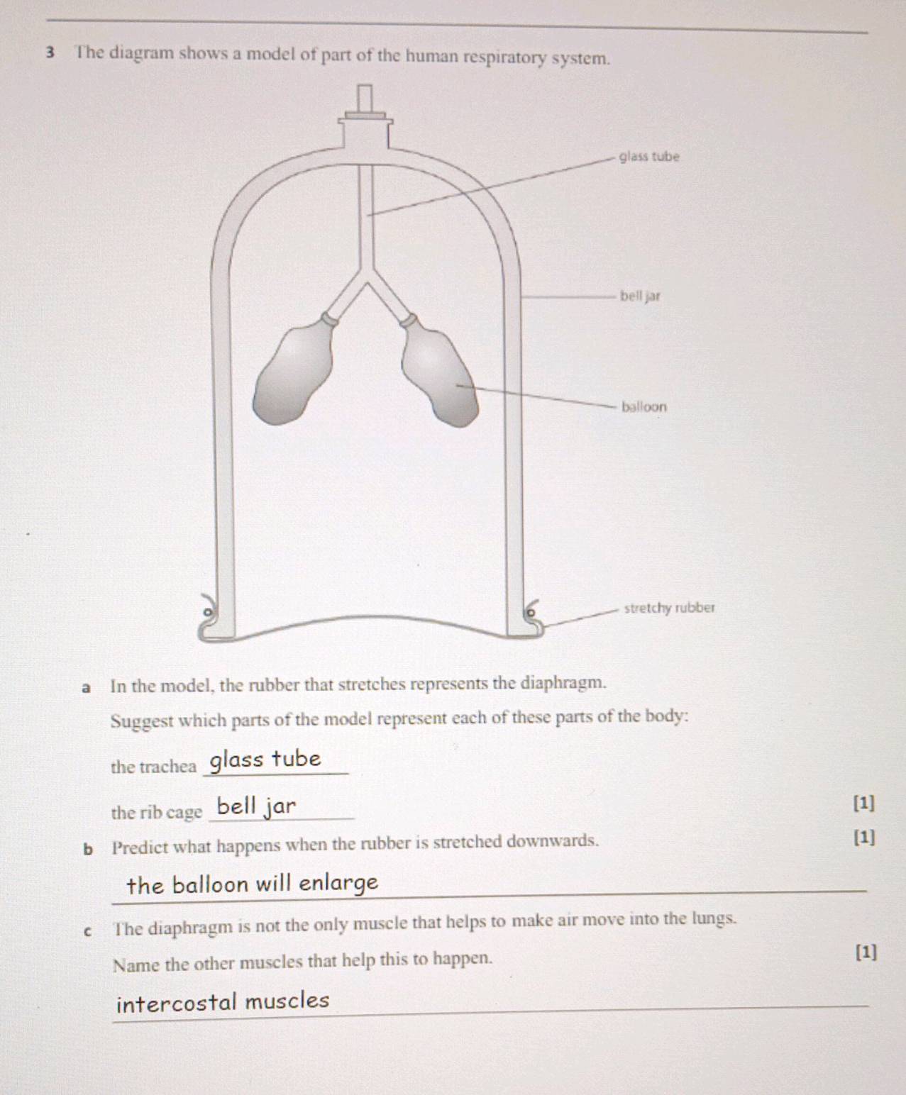 The diagram shows a model of part of the | StudyX