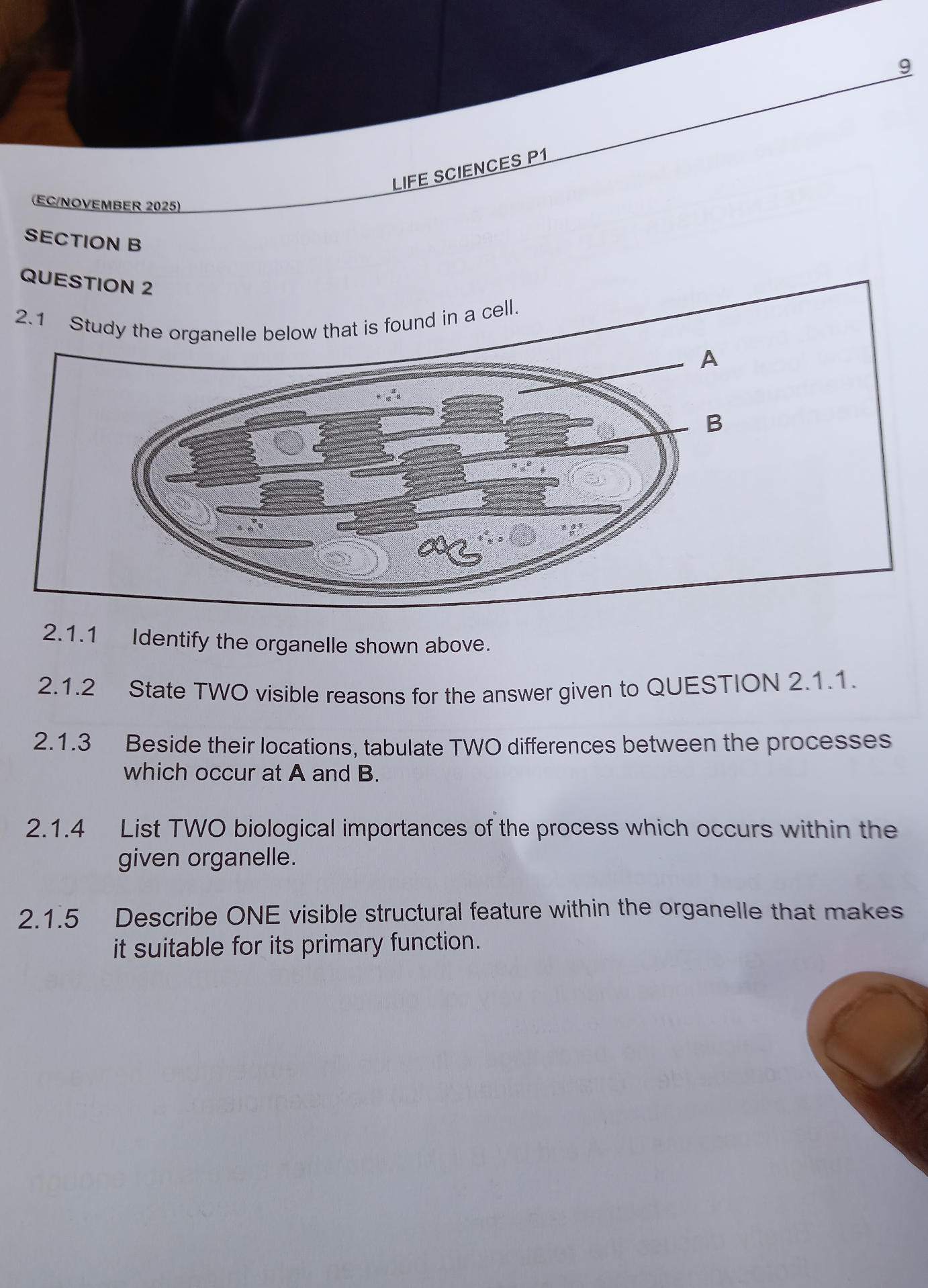 SECTION B QUESTION 2 2.1 Study the organelle | StudyX