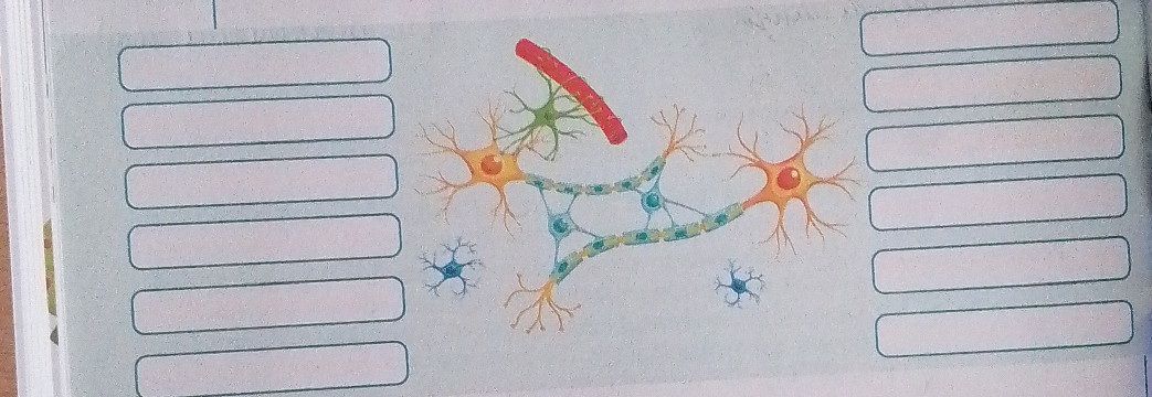 The image shows a diagram of neurons with | StudyX