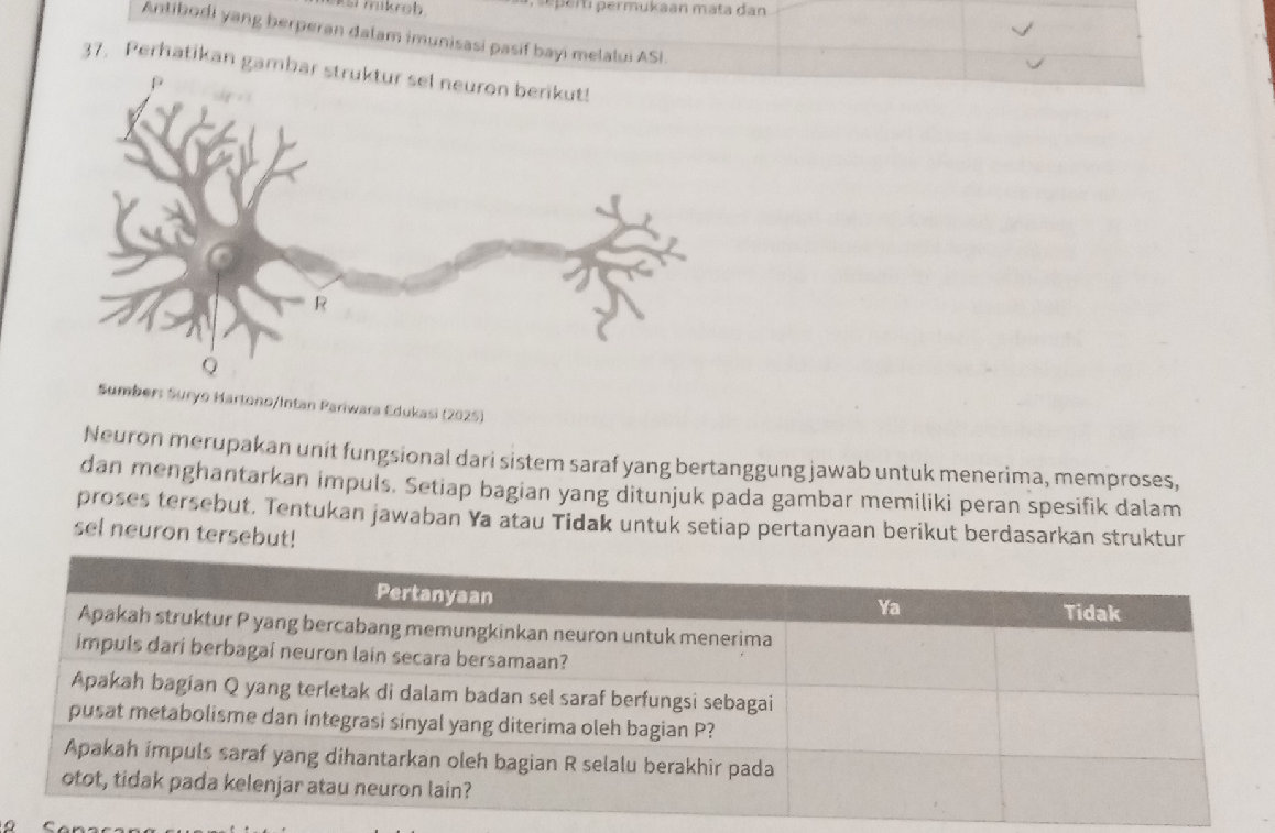 Perhatikan gambar struktur sel neuron | StudyX
