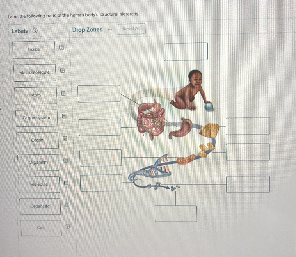 Label the following parts of the human | StudyX