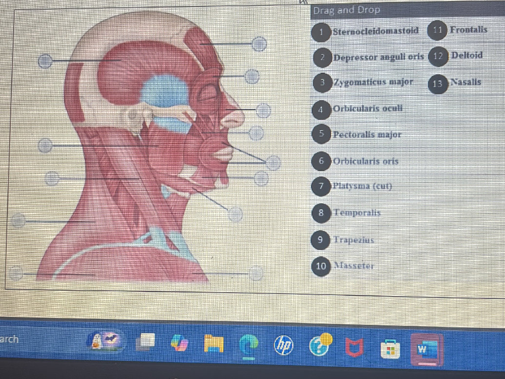 Drag and Drop **Image:** Diagram of the | StudyX