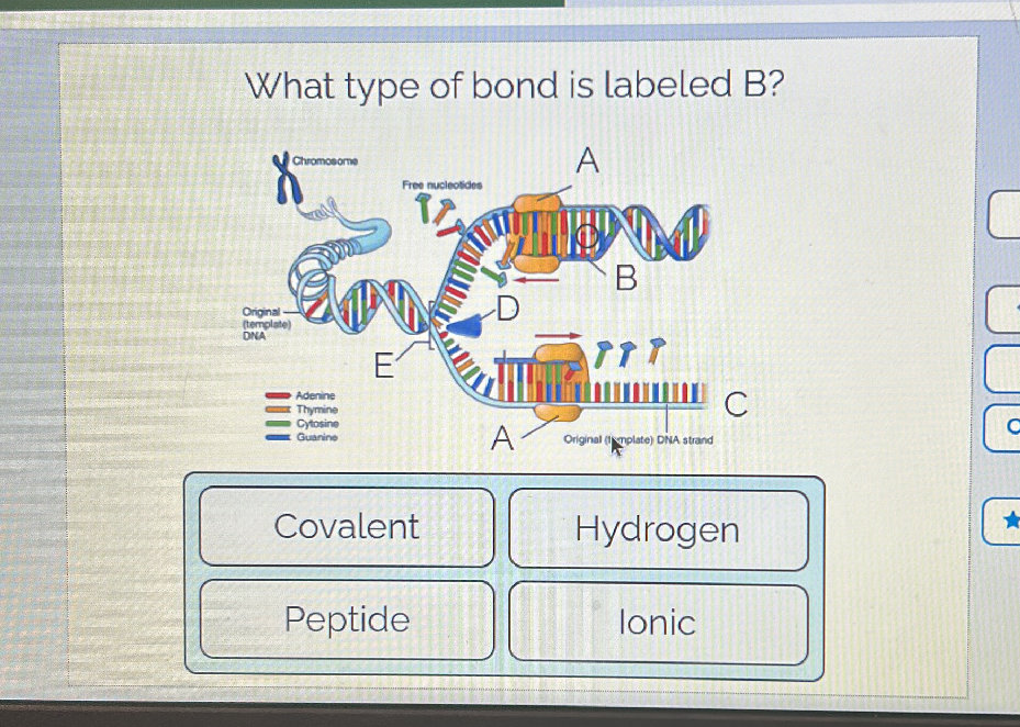 What type of bond is labeled B? (Diagram | StudyX