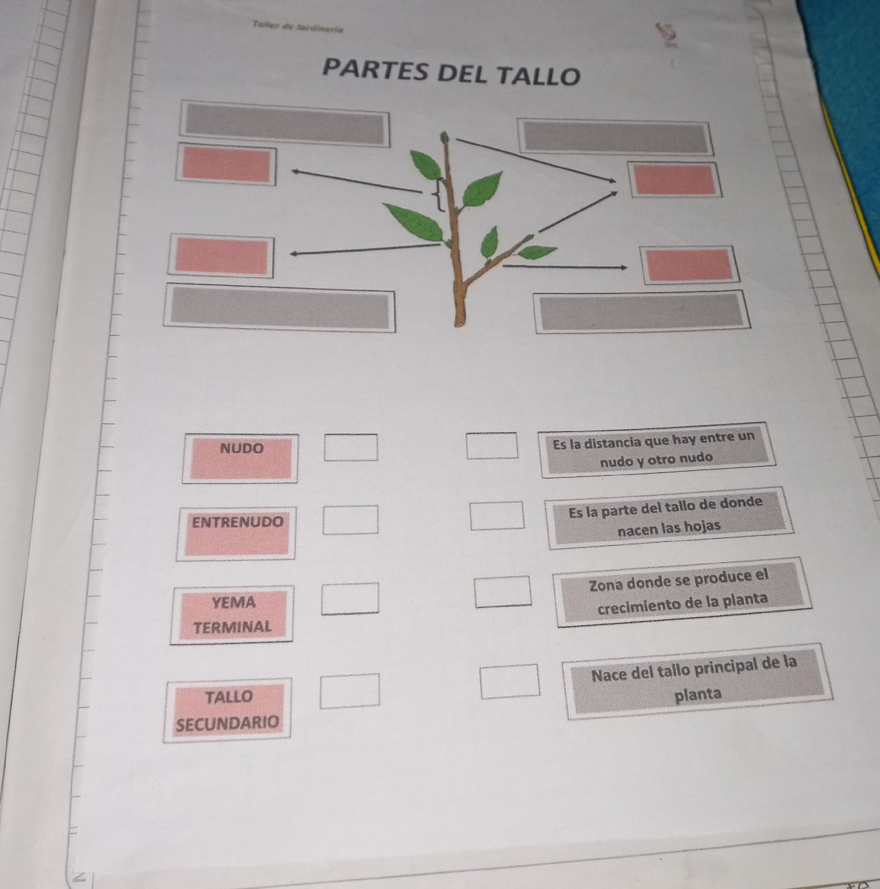 PARTES DEL TALLO NUDO ENTRENUDO YEMA | StudyX