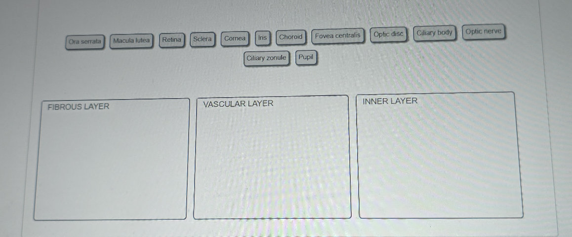 Categorize the following structures of the | StudyX