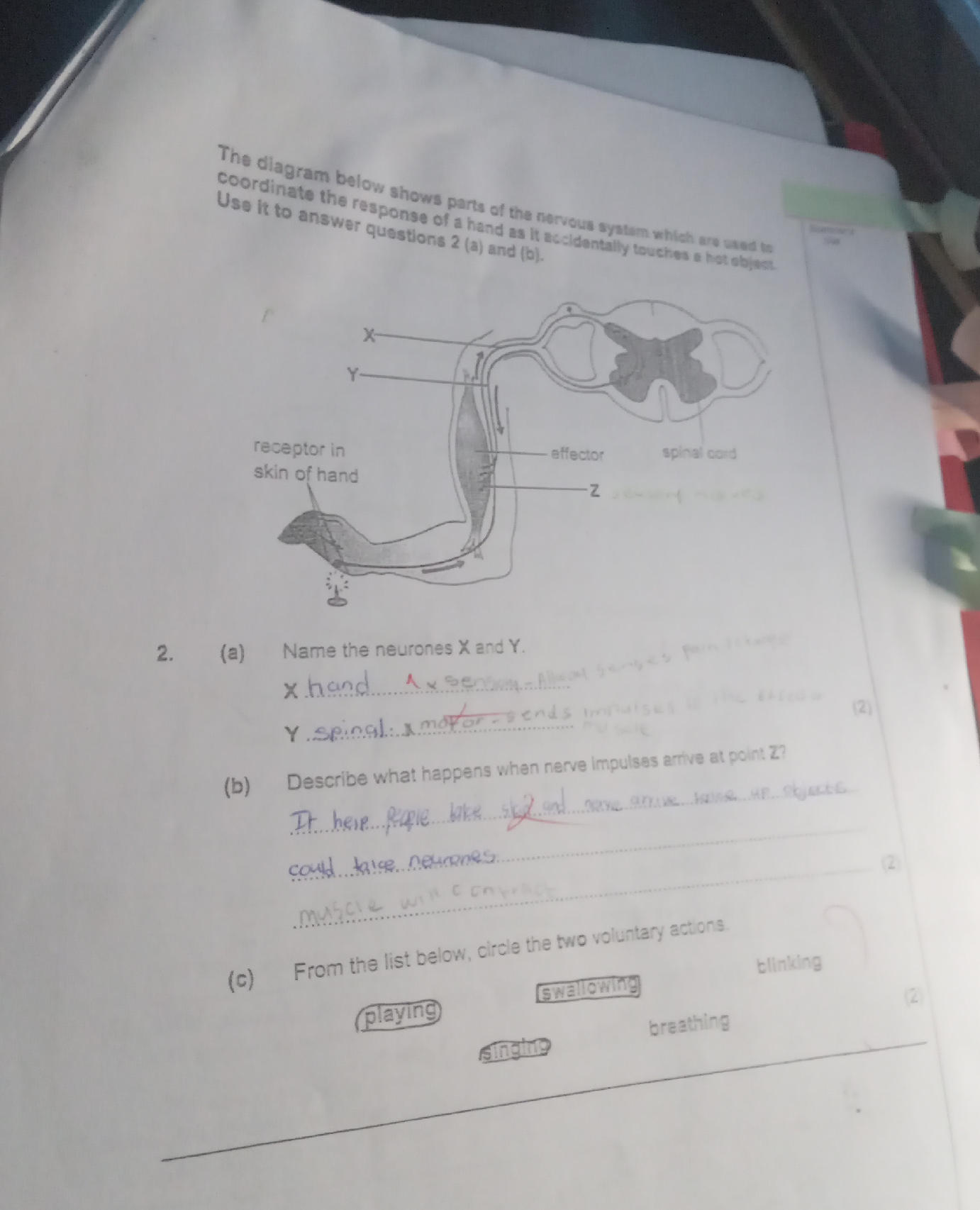 The diagram below shows parts of the nervous | StudyX
