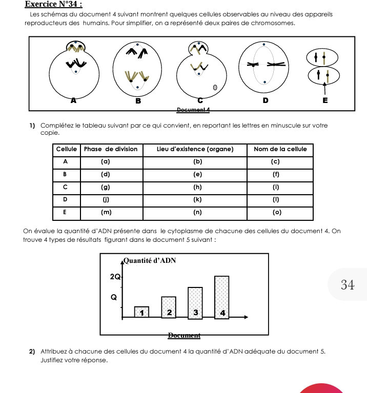 Exercice N°34 : Les schémas du document 4 | StudyX