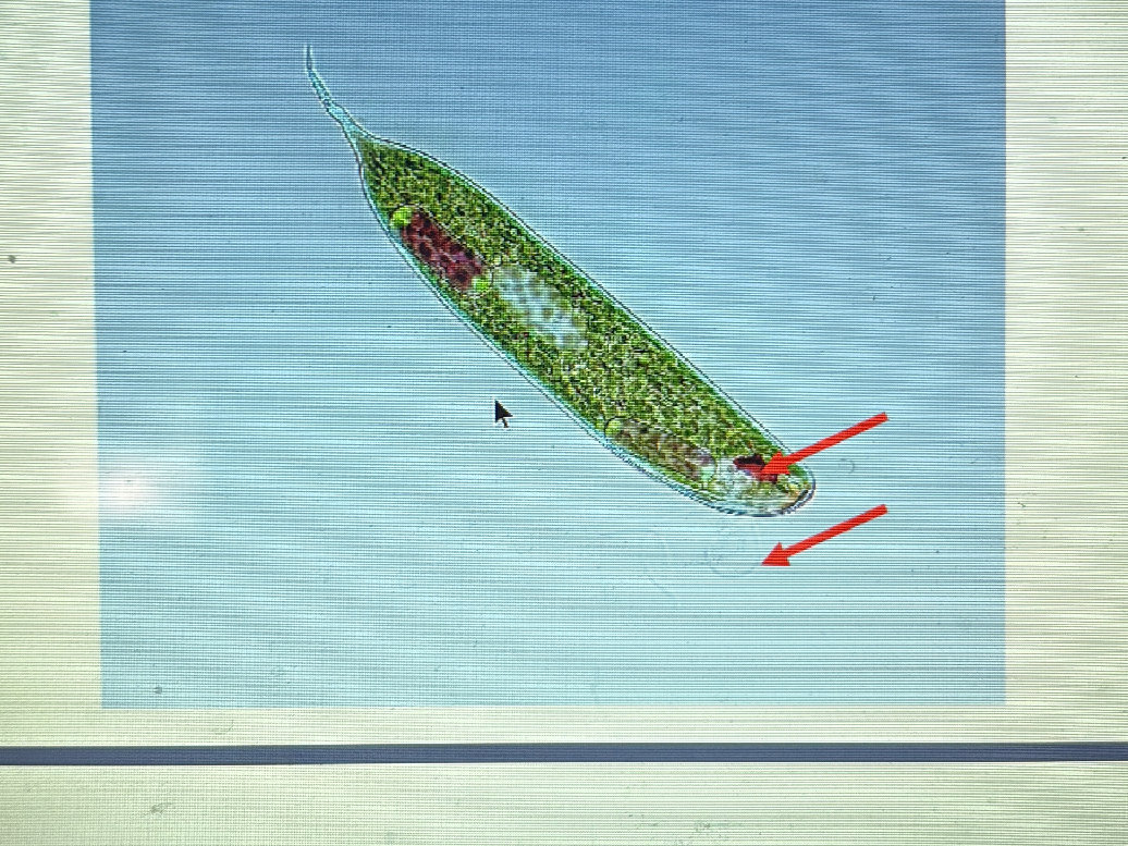 Identify the organism shown in the image and | StudyX