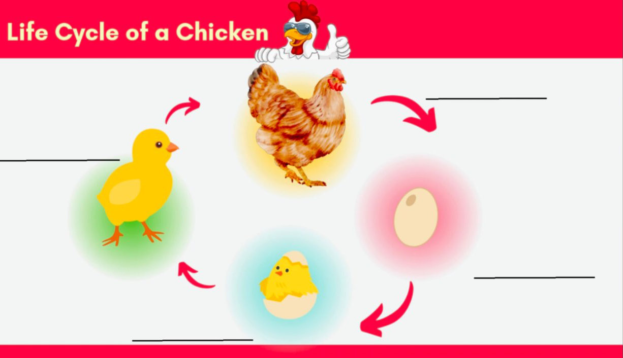 Life Cycle of a Chicken [Blank Line] | StudyX
