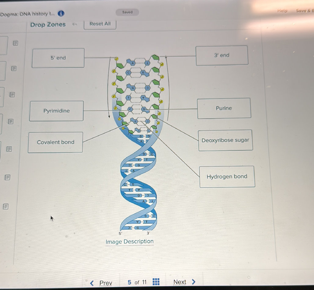 The image shows a diagram of a DNA double | StudyX