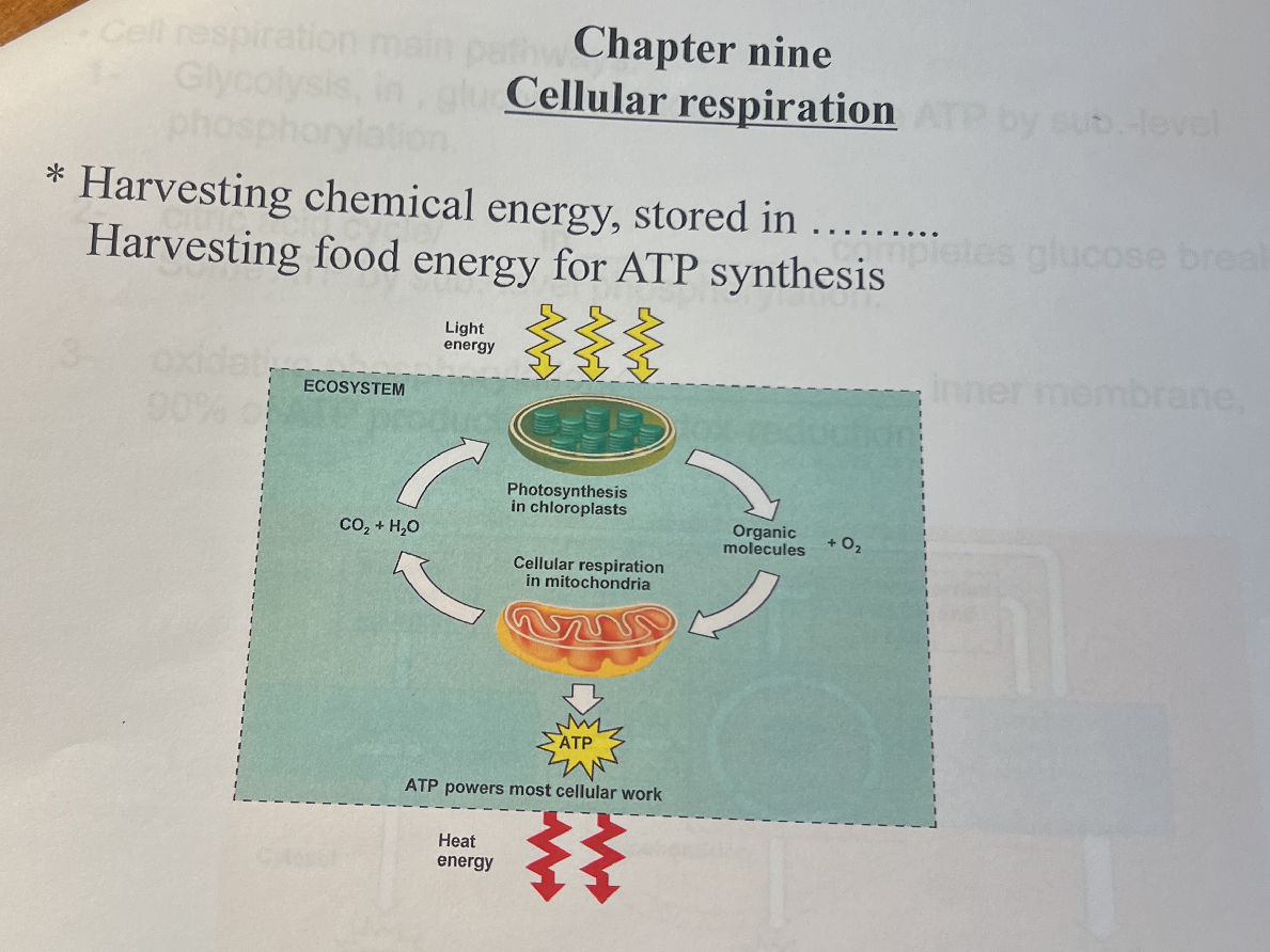 Chapter nine Cellular respiration * | StudyX