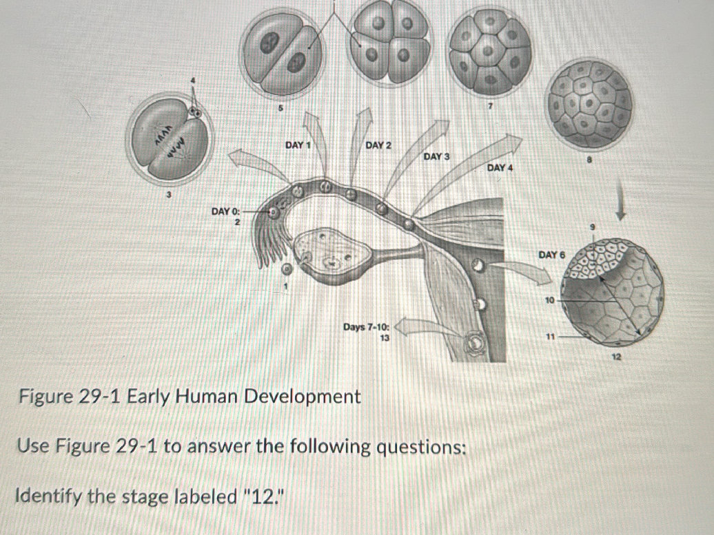 Figure 29-1 Early Human Development Use | StudyX