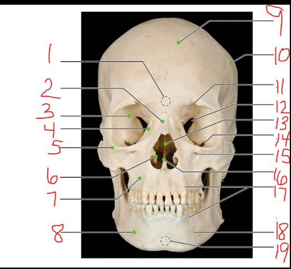 Identify the structures of the skull | StudyX