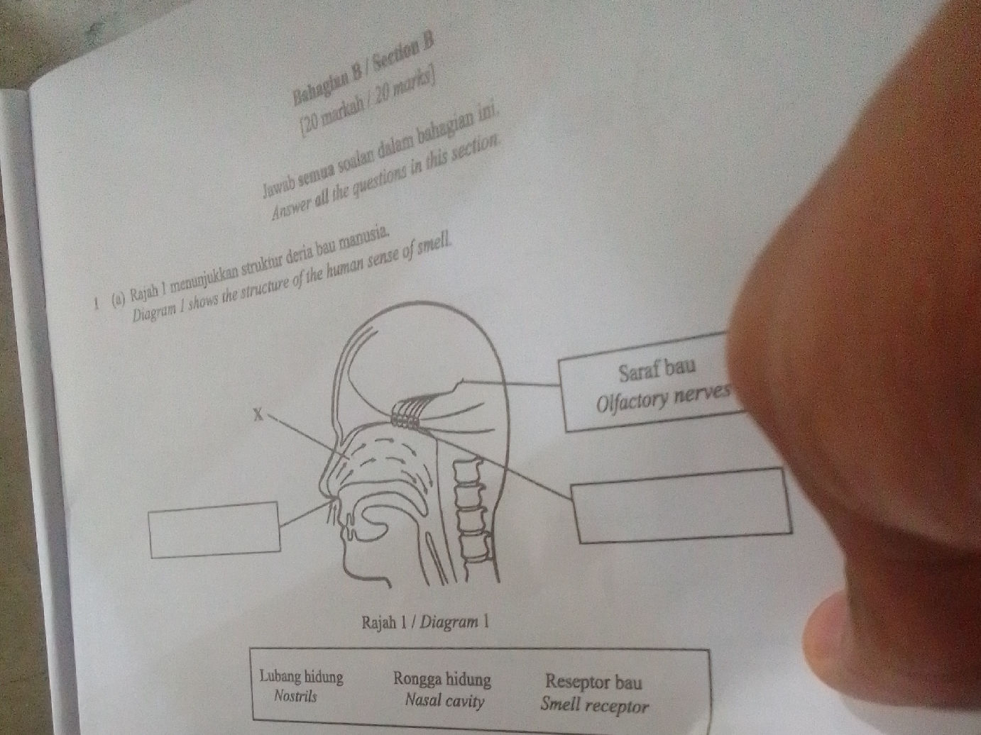 Bahagian B / Section B [20 markah / 20 | StudyX