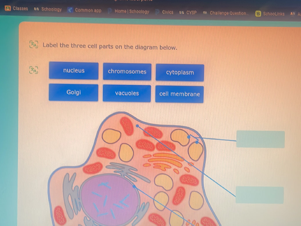 Label the three cell parts on the diagram | StudyX