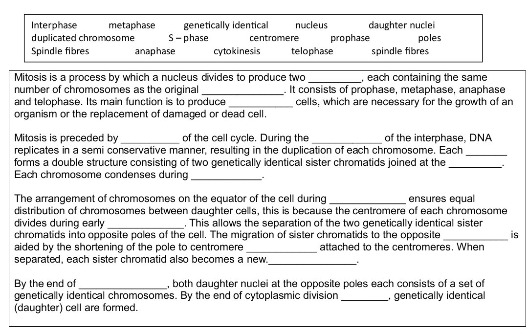 Word Bank: Interphase metaphase genetically | StudyX