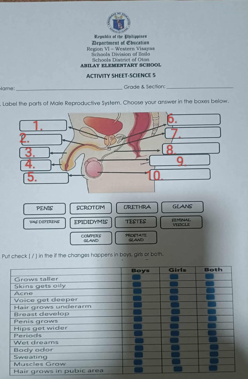 Label the parts of Male Reproductive System. | StudyX