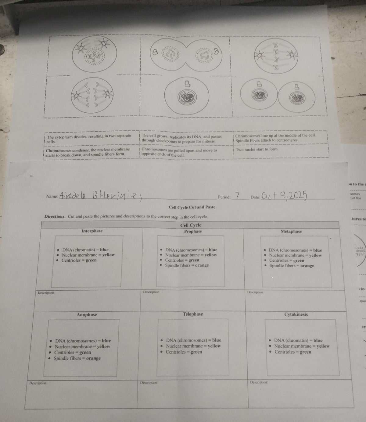 Cell Cycle Cut and Paste **Directions:** | StudyX