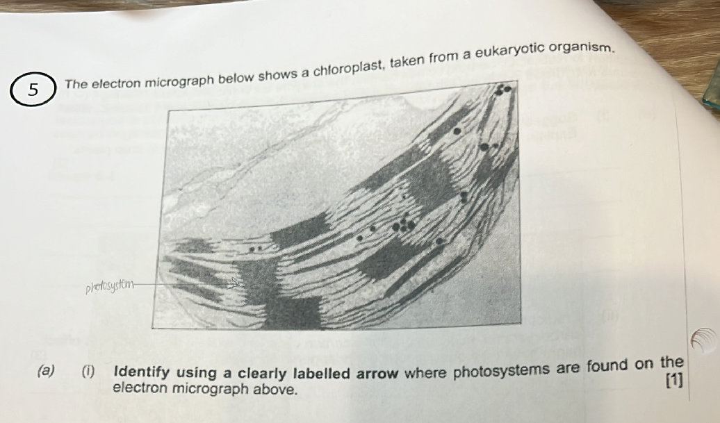 The electron micrograph below shows a | StudyX
