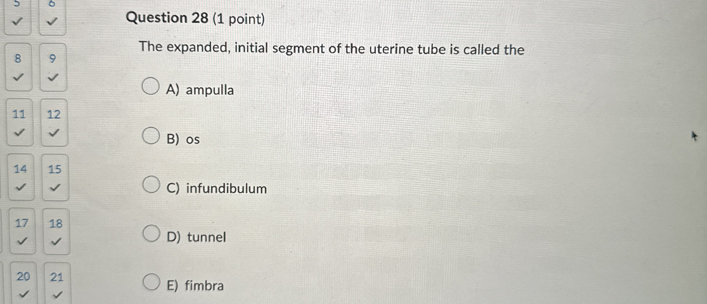 The expanded, initial segment of the uterine | StudyX