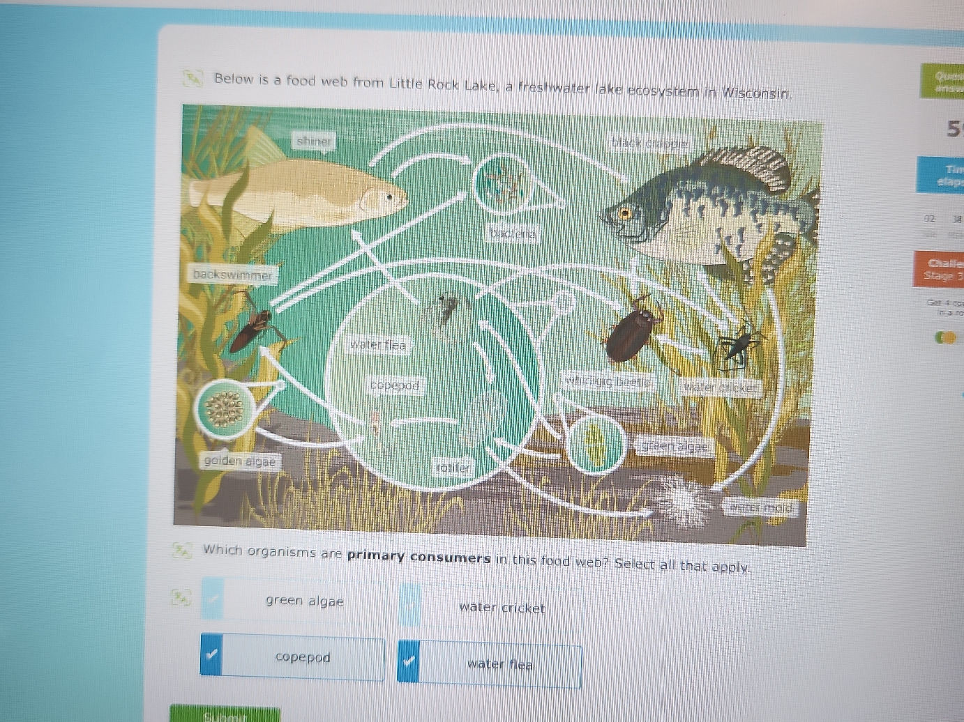 Which organisms are primary consumers in