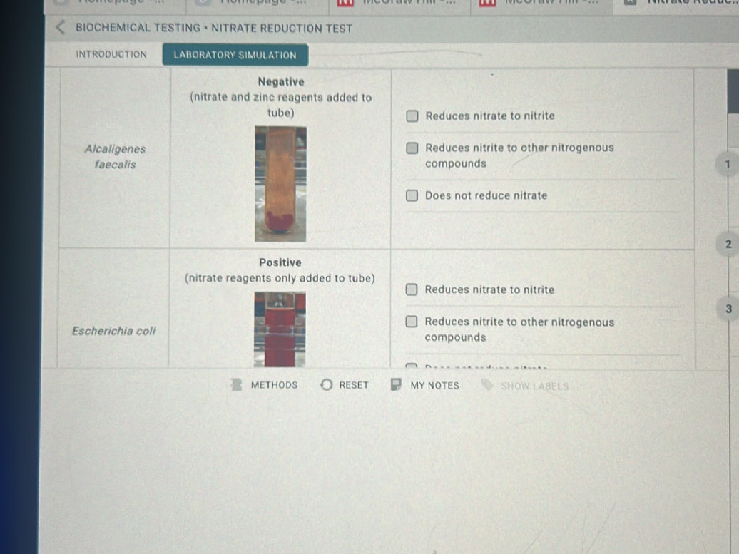 ## BIOCHEMICAL TESTING: NITRATE REDUCTION | StudyX