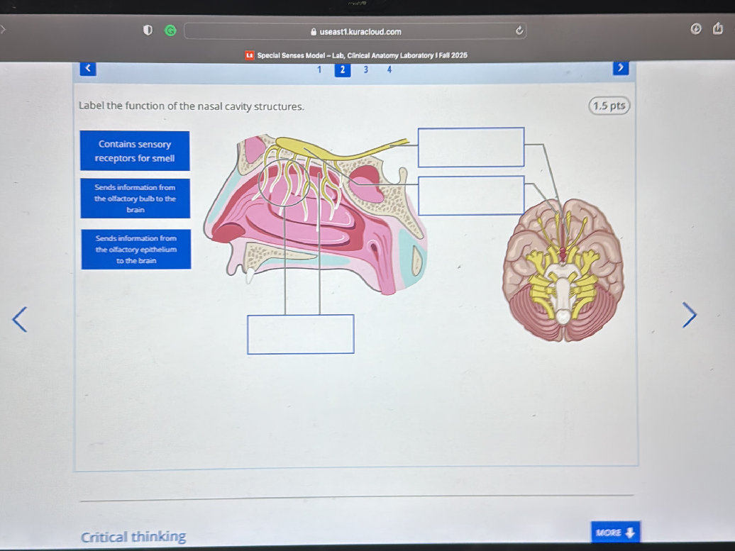 Label the function of the nasal cavity | StudyX