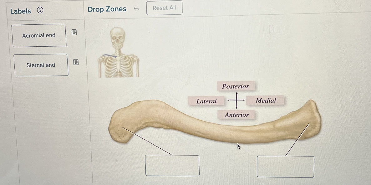 Labels: Acromial end Sternal end Drag the | StudyX