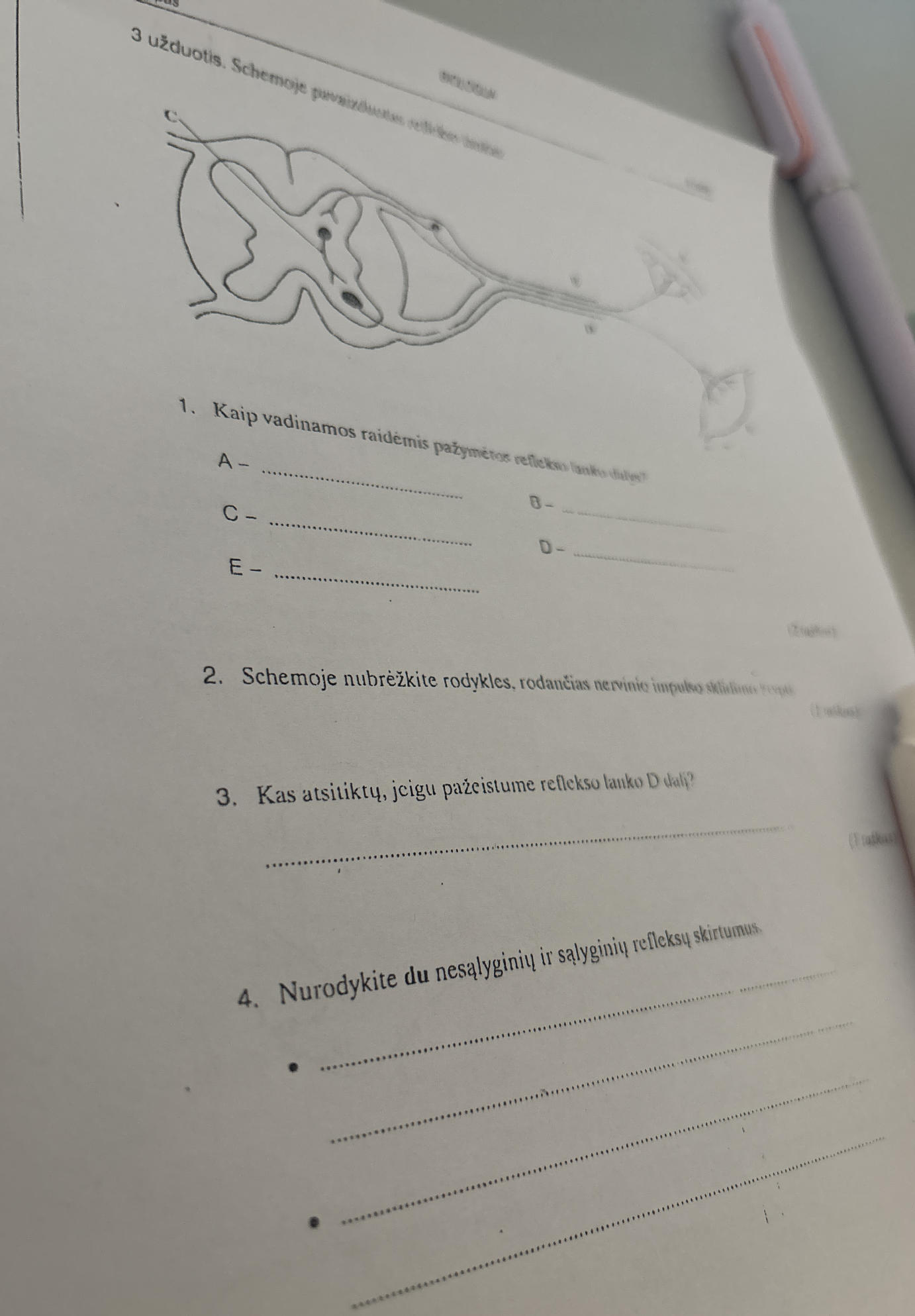 1. Kaip vadinamos raidėmis pažymėtos | StudyX