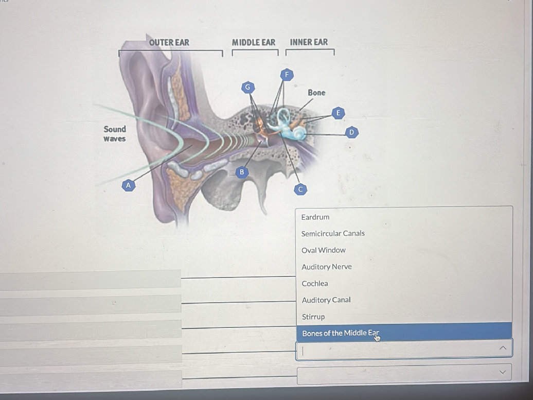 Sound Waves OUTER EAR MIDDLE EAR INNER EAR | StudyX
