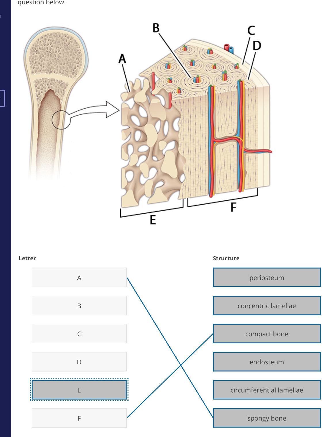 Match the letters in the diagram of the bone | StudyX