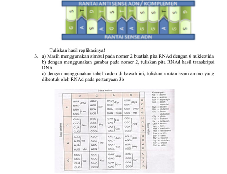 RANTAI ANTISENSE ADN/KOMPLEMEN [Diagram | StudyX