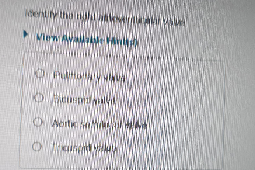 Identify the right atrioventricular valve | StudyX