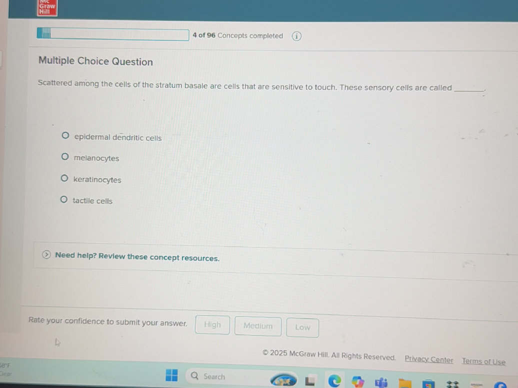 Scattered among the cells of the stratum | StudyX