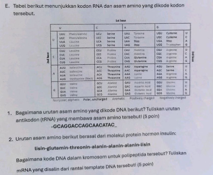 Tabel berikut menunjukkan kodon RNA dan asam | StudyX