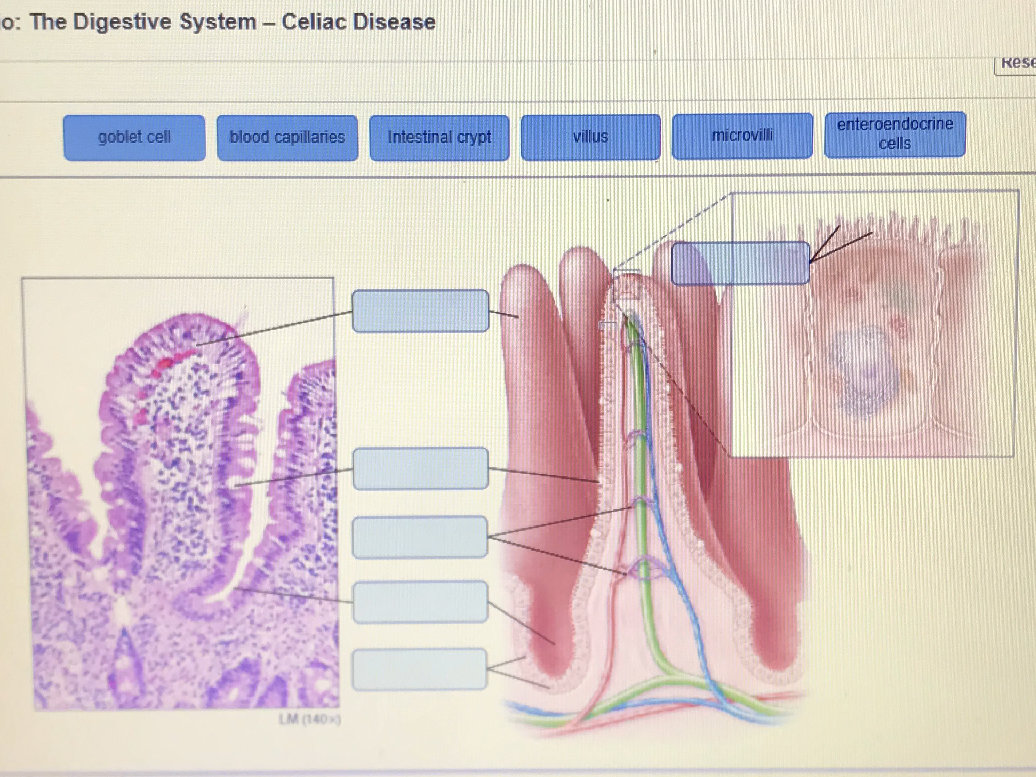 Identify the labeled structures of the small | StudyX