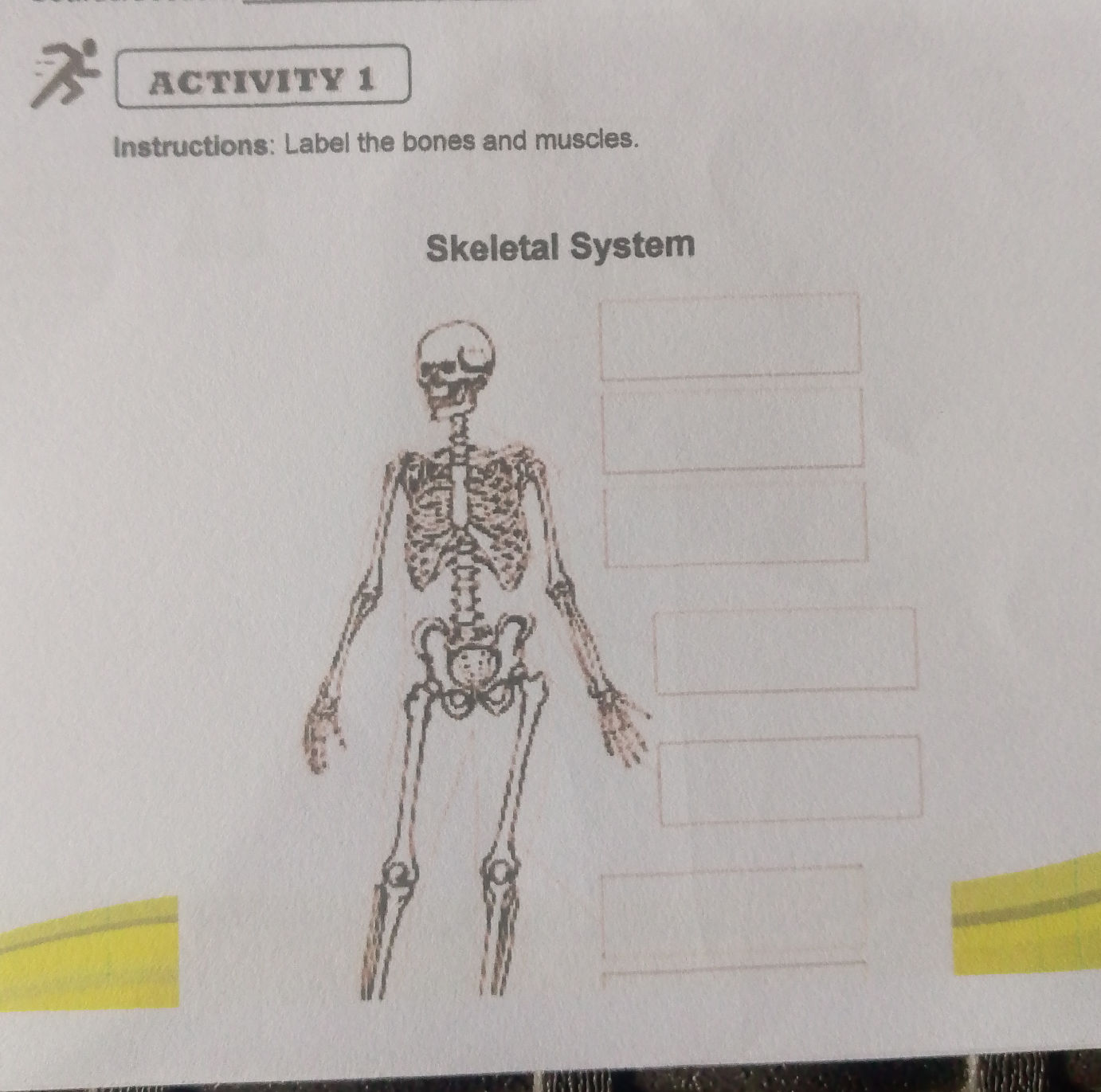 ACTIVITY 1 Instructions: Label the bones | StudyX