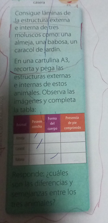 Consigue láminas de la estructura externa e | StudyX