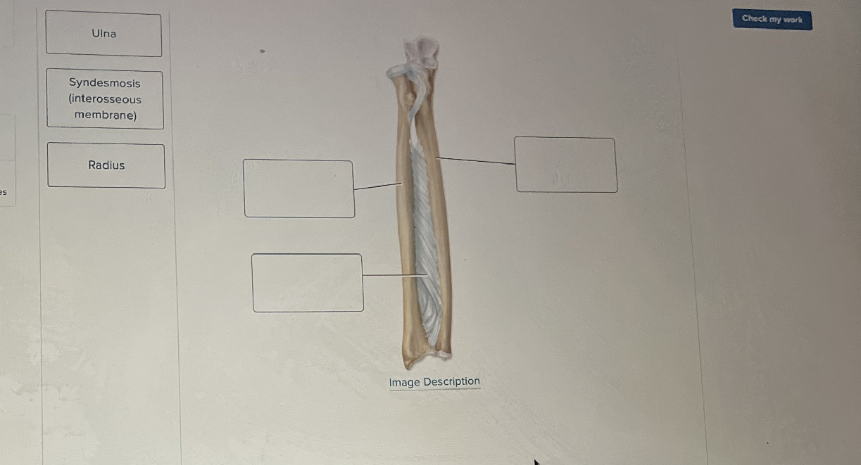 Identify the structures shown in the diagram | StudyX