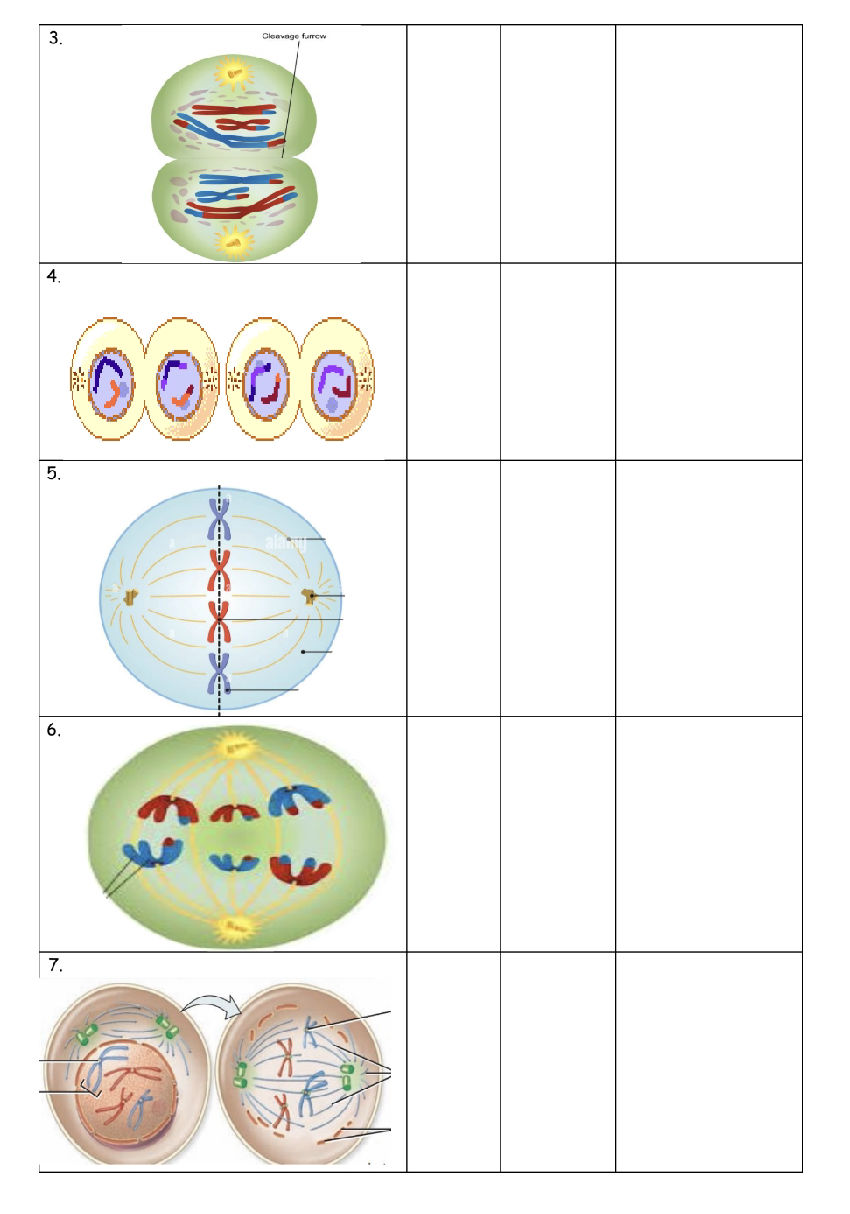 The images below show various stages of cell | StudyX