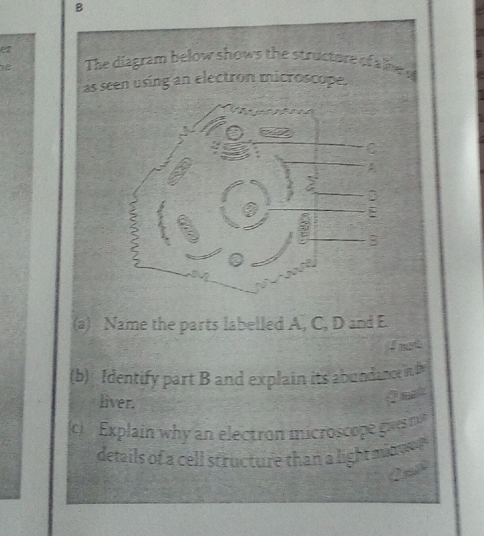 The diagram below shows the structure of a | StudyX