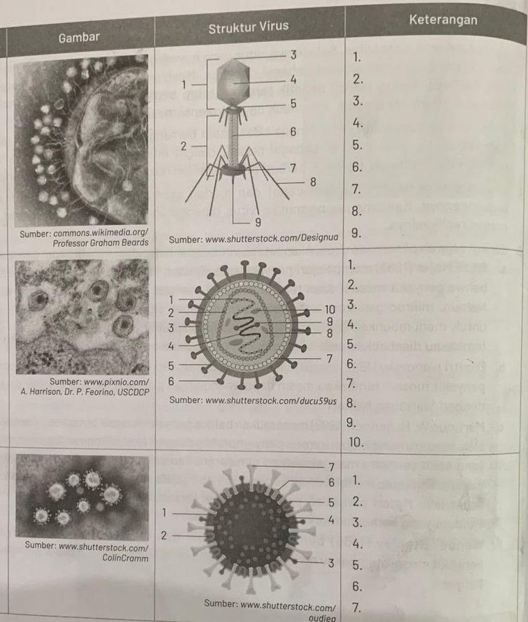 Gambar | Struktur Virus | Keterangan 1. 2. | StudyX