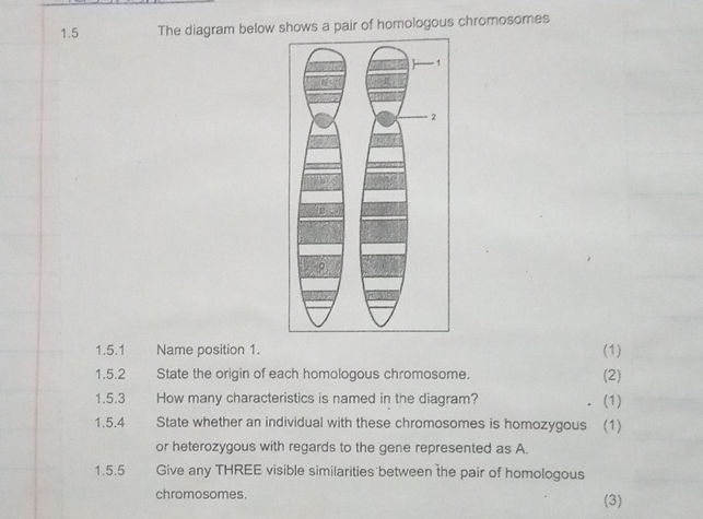 The diagram below shows a pair of homologous | StudyX