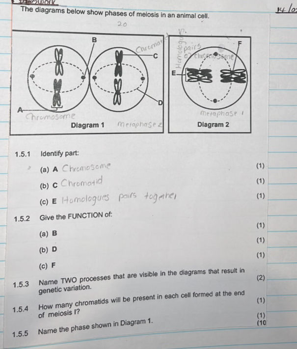 The diagrams below show phases of meiosis in | StudyX
